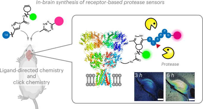 In-brain synthesis of receptor-based protease sensors by coupling ...