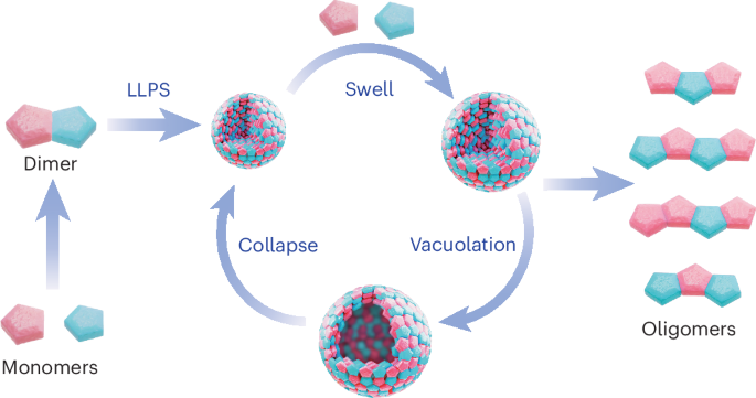 Light-fuelled growth dynamics and structural transition of synthetic ...