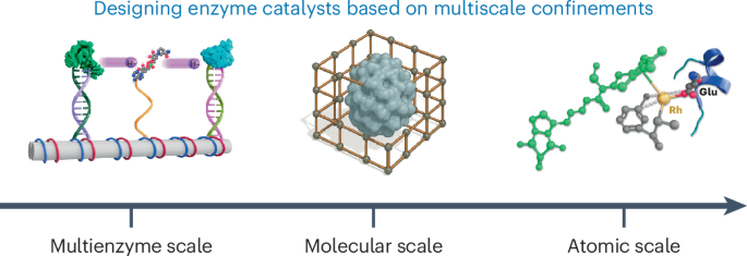 Programmable enzyme catalysis based on multiscale confinements | Nature ...