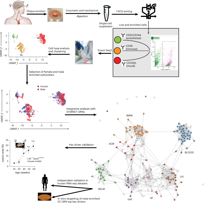 Single-cell RNA sequencing reveals sex differences in the subcellular ...