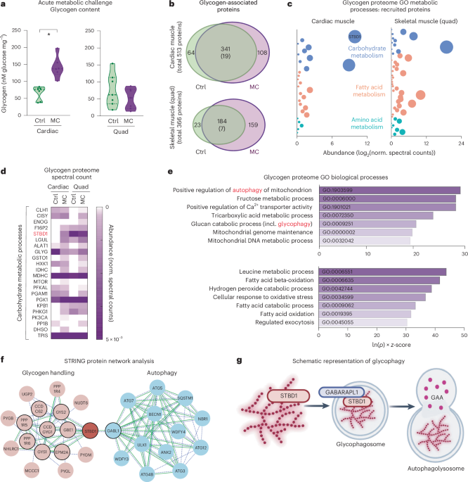 Targeted glycophagy ATG8 therapy reverses diabetic heart disease in ...