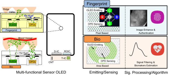 Sensor organic light-emitting diode display, combining fingerprint and ...