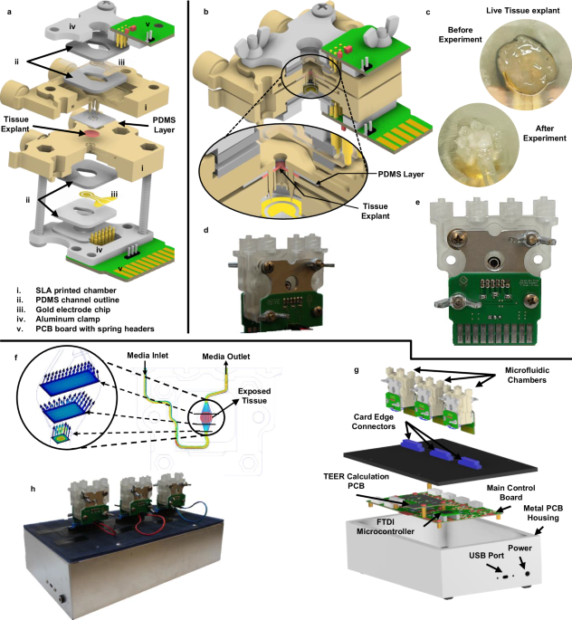 A microphysiological system for studying barrier health of live tissues ...