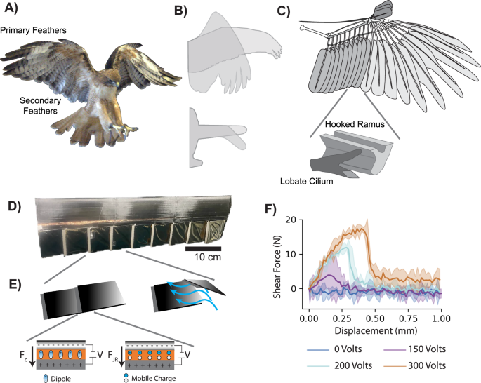 Electrostatic adhesion mitigates aerodynamic losses from gap formations ...
