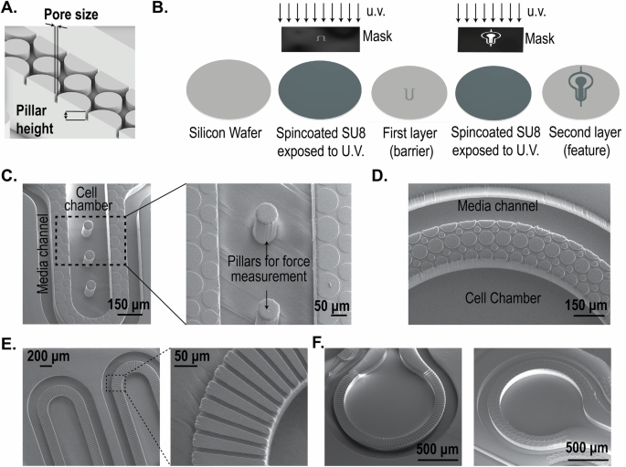 Pillar arrays as tunable interfacial barriers for microphysiological ...