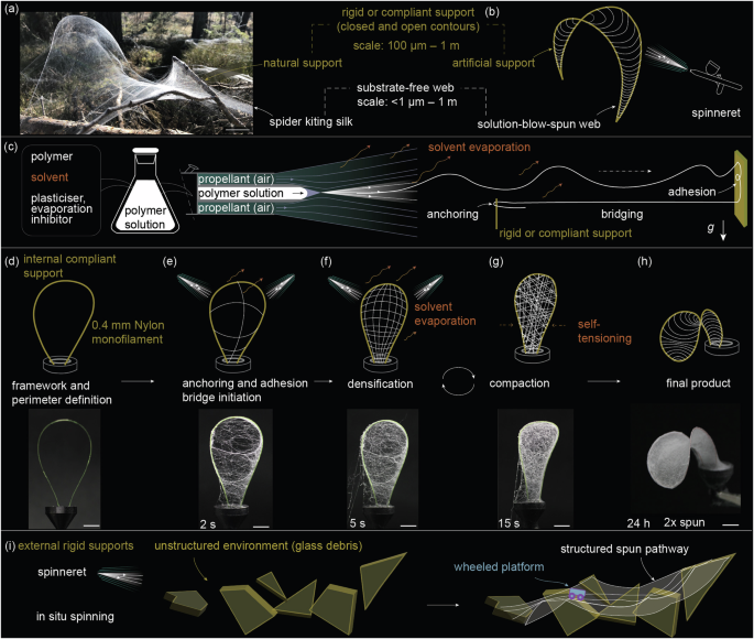 Silk-inspired in situ web spinning for situated robots | npj Robotics