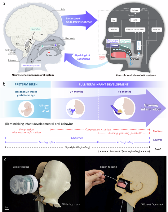 BabyBot: Robot with infant-like feeding behaviours and developmental ...