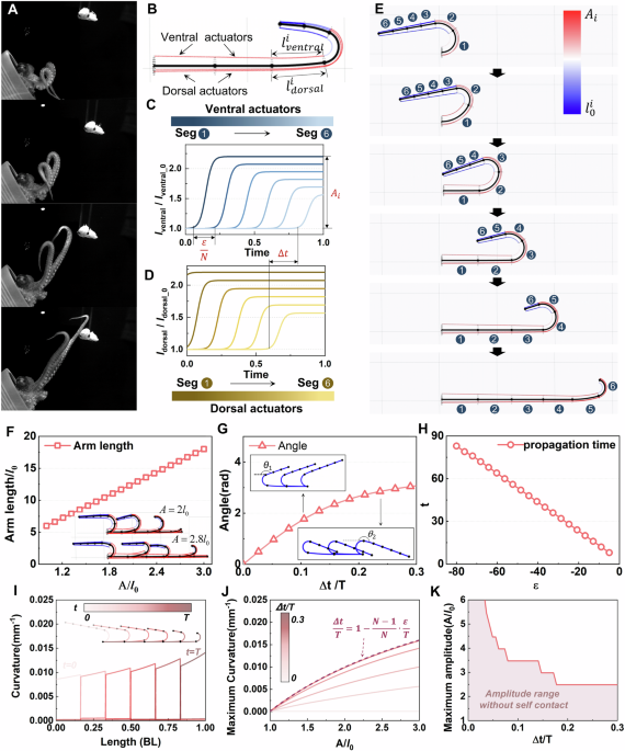 Underwater soft arm grasping with simplified control using octopus ...