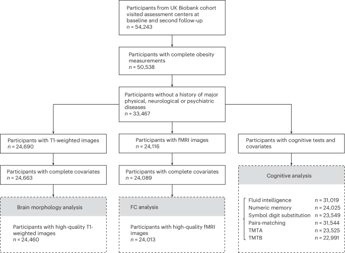 Long-term obesity impacts brain morphology, functional connectivity and cognition in adults ...