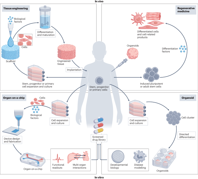 Integrating organoids and organ-on-a-chip devices | Nature Reviews ...