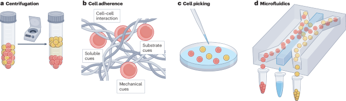 Purification technologies for induced pluripotent stem cell therapies ...