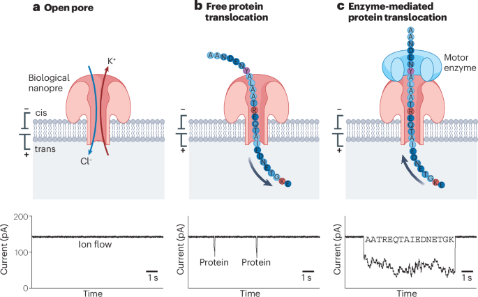 Single-molecule protein sequencing with nanopores | Nature Reviews ...