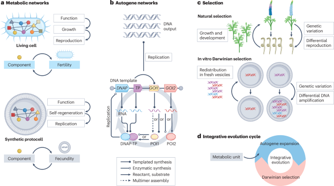 Integrating metabolism and evolution towards the realization of ...
