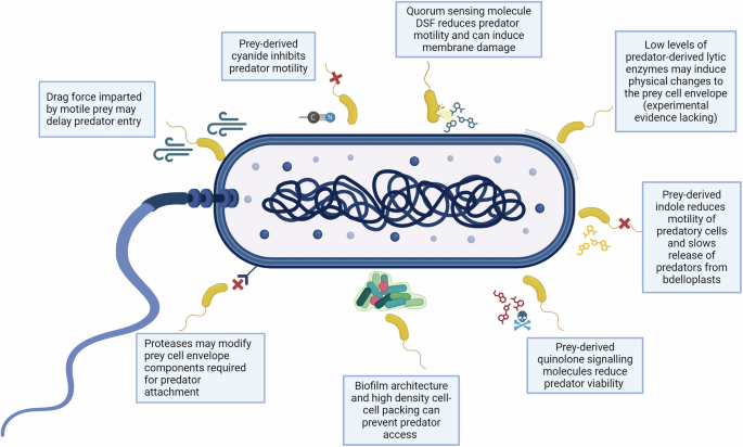 How do Gram-negative bacteria escape predation by Bdellovibrio ...