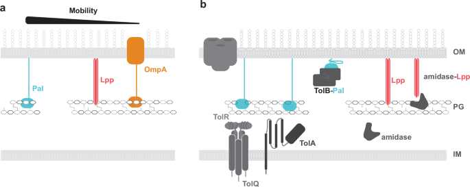 The Tol Pal system integrates maintenance of the three layered cell ...