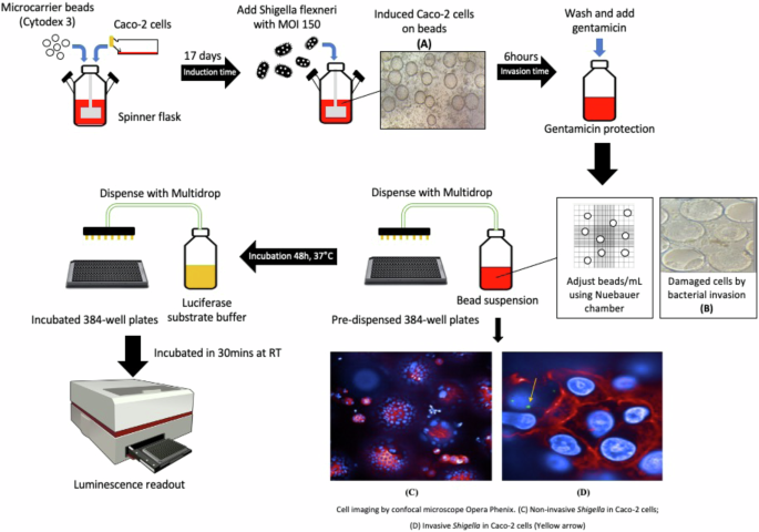 A three-dimensional high throughput assay identifies novel antibacterial molecules with activity ...