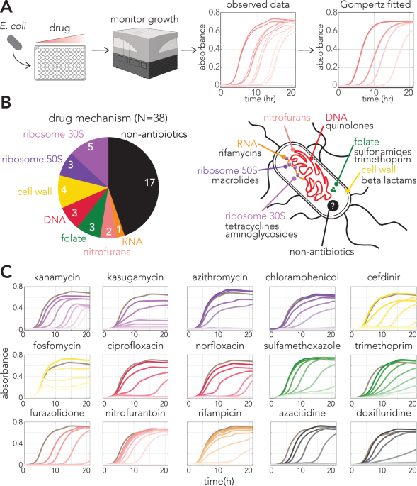 Predicting drug inactivation by changes in bacterial growth dynamics ...
