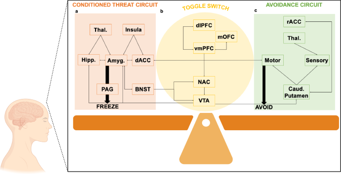 Intersect between brain mechanisms of conditioned threat, active ...