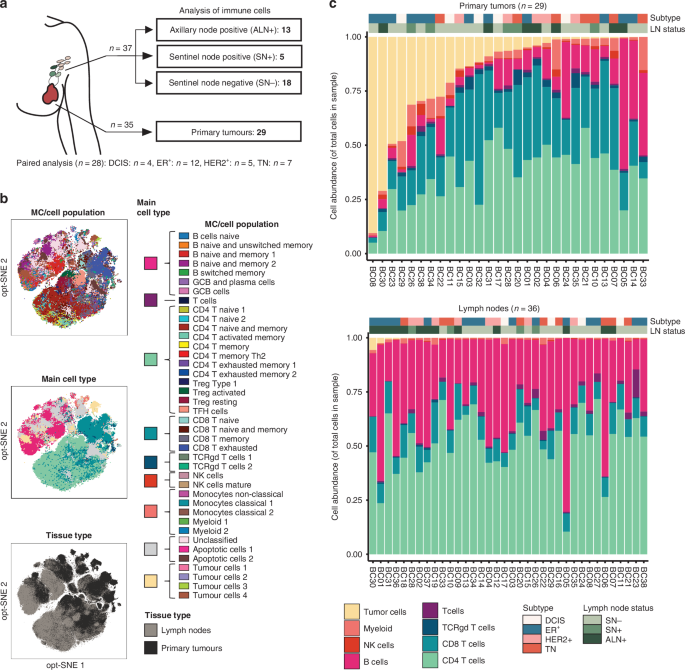 Single-cell analysis reveals tumour size as a key driver of immune cell profile alterations in ...