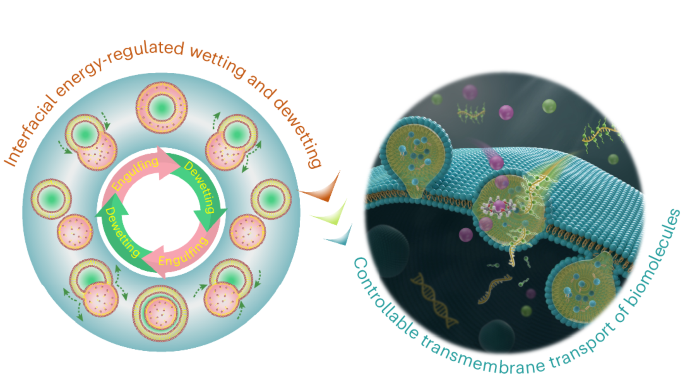 Interfacial energy-mediated bulk transport across artificial cell ...