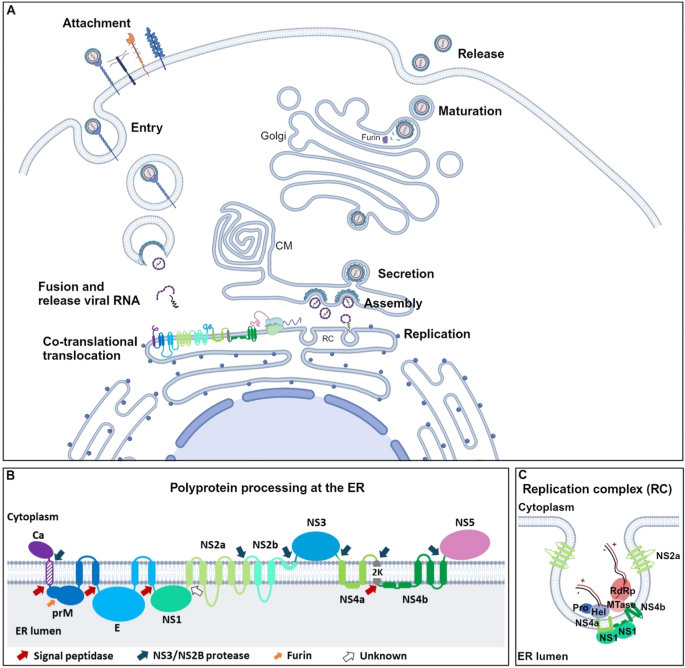 The endoplasmic reticulum (ER): a crucial cellular hub in flavivirus ...
