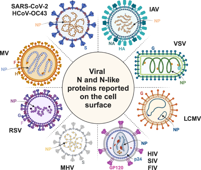Cell surface RNA virus nucleocapsid proteins: a viral strategy for ...