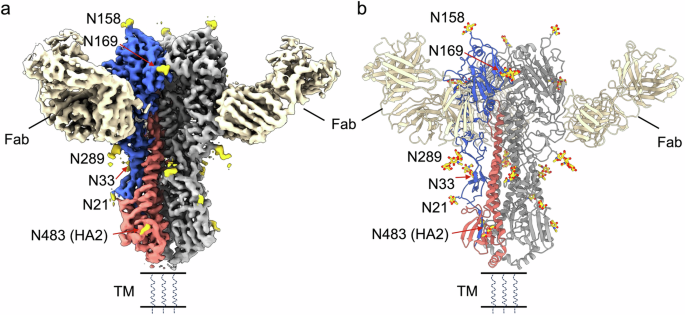 Multivalent interactions between fully glycosylated influenza virus ...