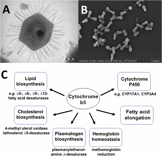 Cytochrome b5 occurrence in giant and other viruses belonging to the ...