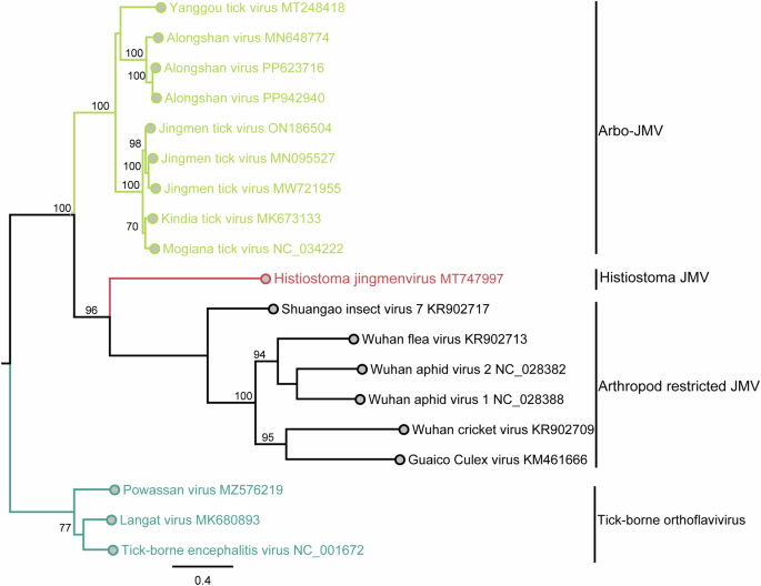 Strange relatives: the enigmatic arbo-jingmenviruses and ...