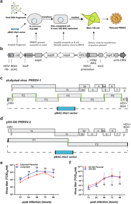 Development of GFP-expressing infectious clones for PRRSV using TAR ...