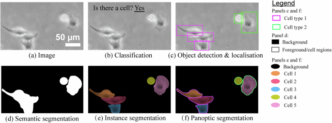 Label-free live cell recognition and tracking for biological ...