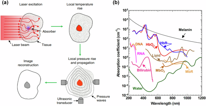 Deep tissue photoacoustic imaging with light and sound | npj Imaging