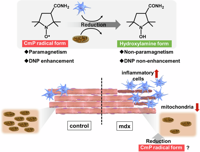 Evaluation of the redox alteration in Duchenne muscular dystrophy model ...