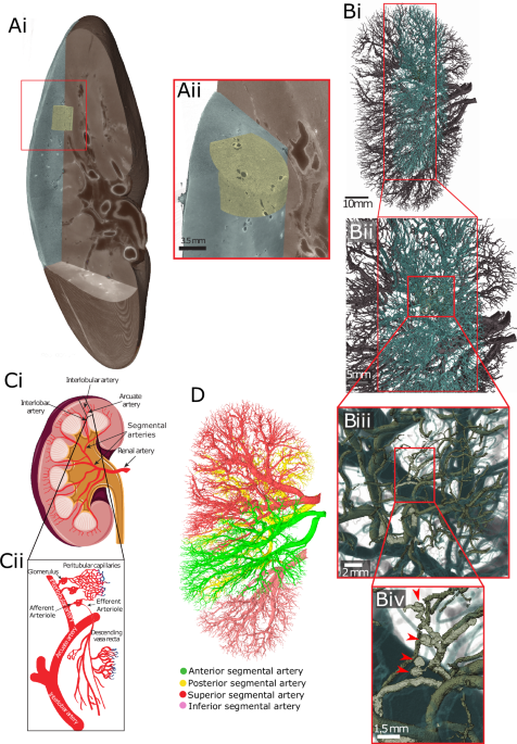 Mapping the arterial vascular network in an intact human kidney using ...