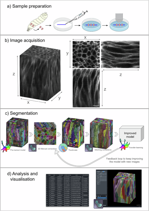 Single cell resolution 3D imaging and segmentation within intact live ...