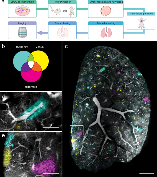LeGO-3D: 3D imaging of lung metastases and vascularisation using light ...