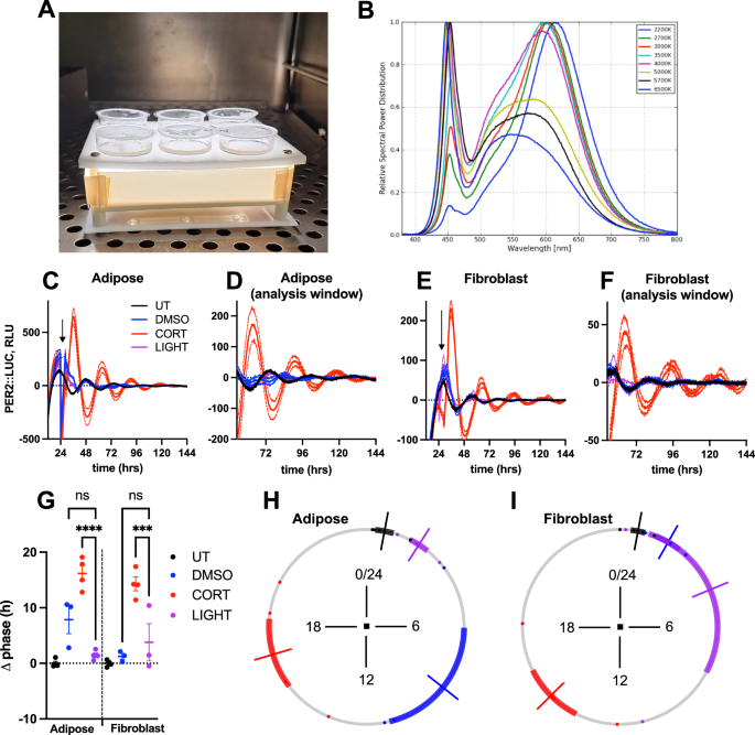 Light does not phase shift the circadian clock of subcutaneous adipose ...