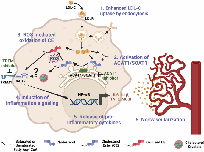 Myeloid ACAT1/SOAT1: a novel regulator of dyslipidemia and retinal ...