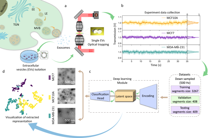 Accurate label free classification of cancerous extracellular vesicles using nanoaperture ...