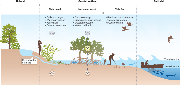 Coastal wetland resilience through local, regional and global ...