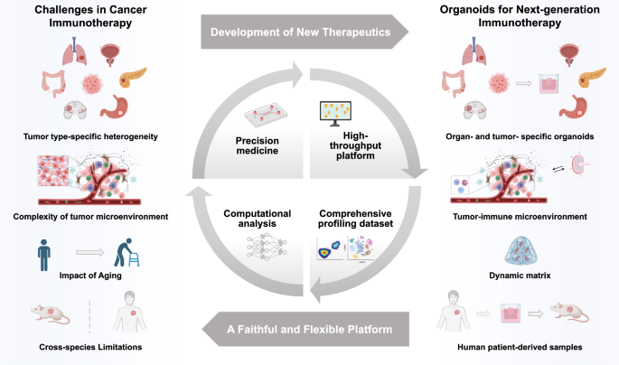 Organoid: a promising solution to current challenges in cancer ...