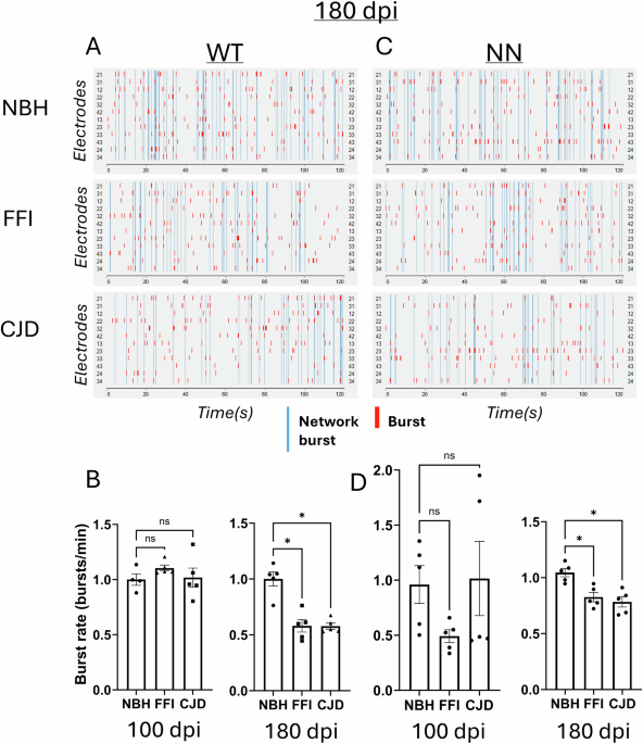 Infecting human brain organoids with FFI or sCJD preserves prion traits ...