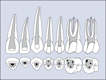 Endodontics: Part 4 Morphology of the root canal system | British ...