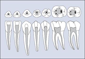 Endodontics: Part 4 Morphology of the root canal system | British ...