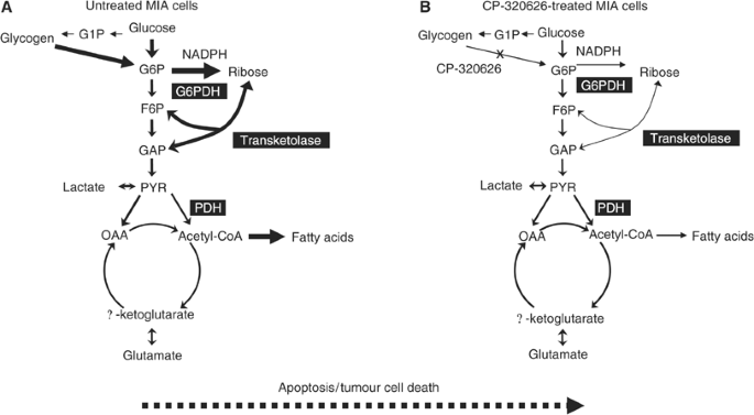 Metabolic sensitivity of pancreatic tumour cell apoptosis to glycogen ...