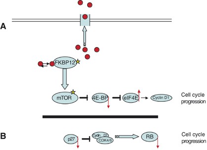 Predicted mechanisms of resistance to mTOR inhibitors | British Journal ...