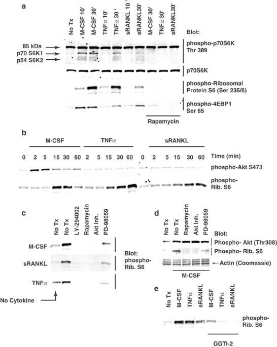 M-CSF, TNF α and RANK ligand promote osteoclast survival by signaling ...