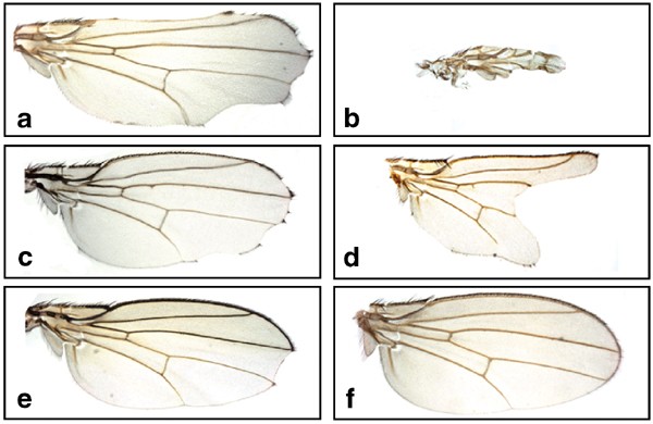 The Drosophila wing differentiation factor Vestigial–Scalloped is ...