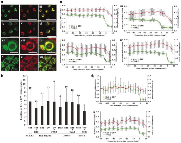 Cytochrome c is released in a single step during apoptosis | Cell Death ...