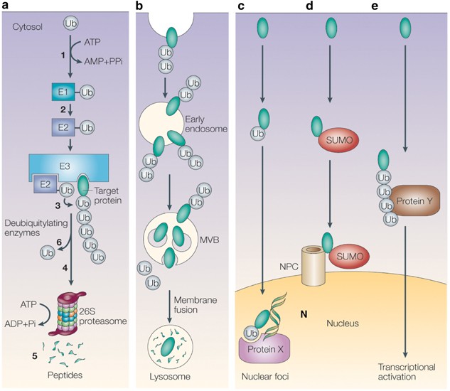 Intracellular protein degradation: from a vague idea thru the lysosome and the ubiquitin ...